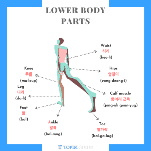 Complete List of Body Parts vocabulary in Korean | TOPIK GUIDE
